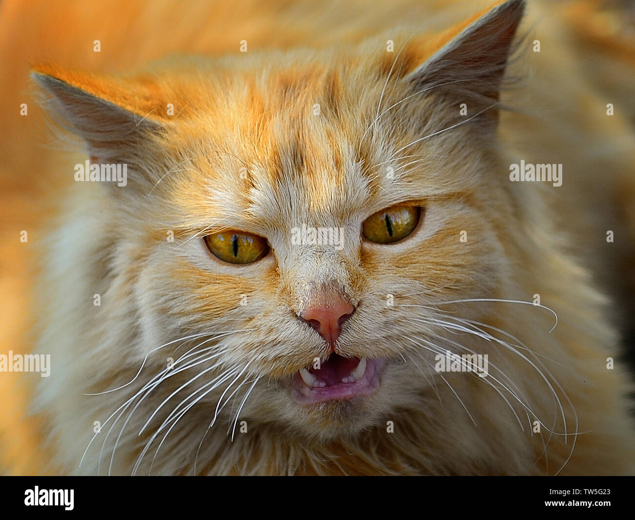Angry looking cat breed hi-res stock photography and images - Alamy