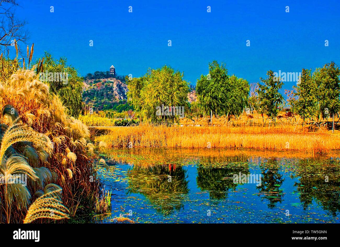 Scenery of Chenshan Botanical Garden in Shanghai Stock Photo - Alamy