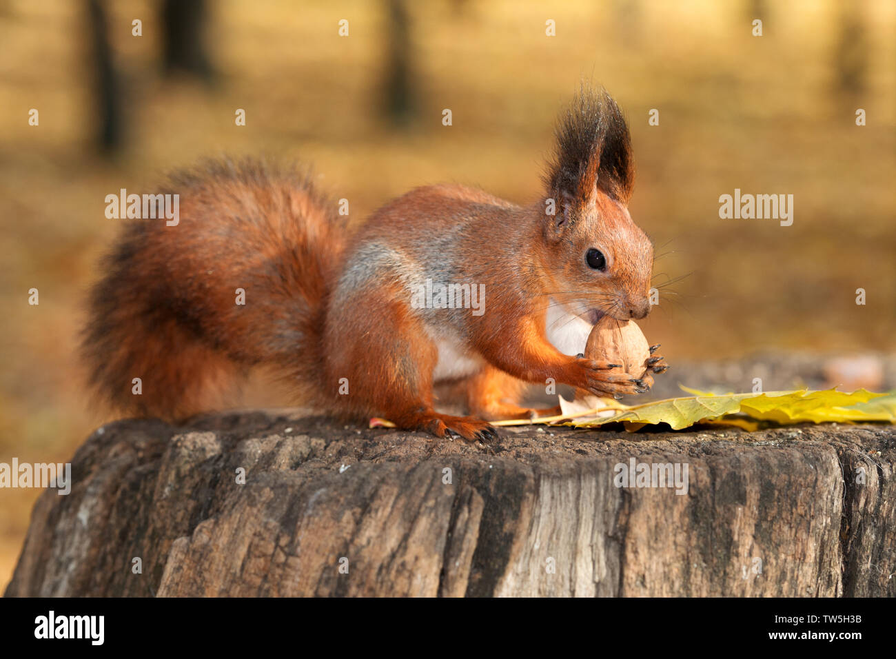 Red squirrel with walnut sitting on a stump in the fall park Stock ...