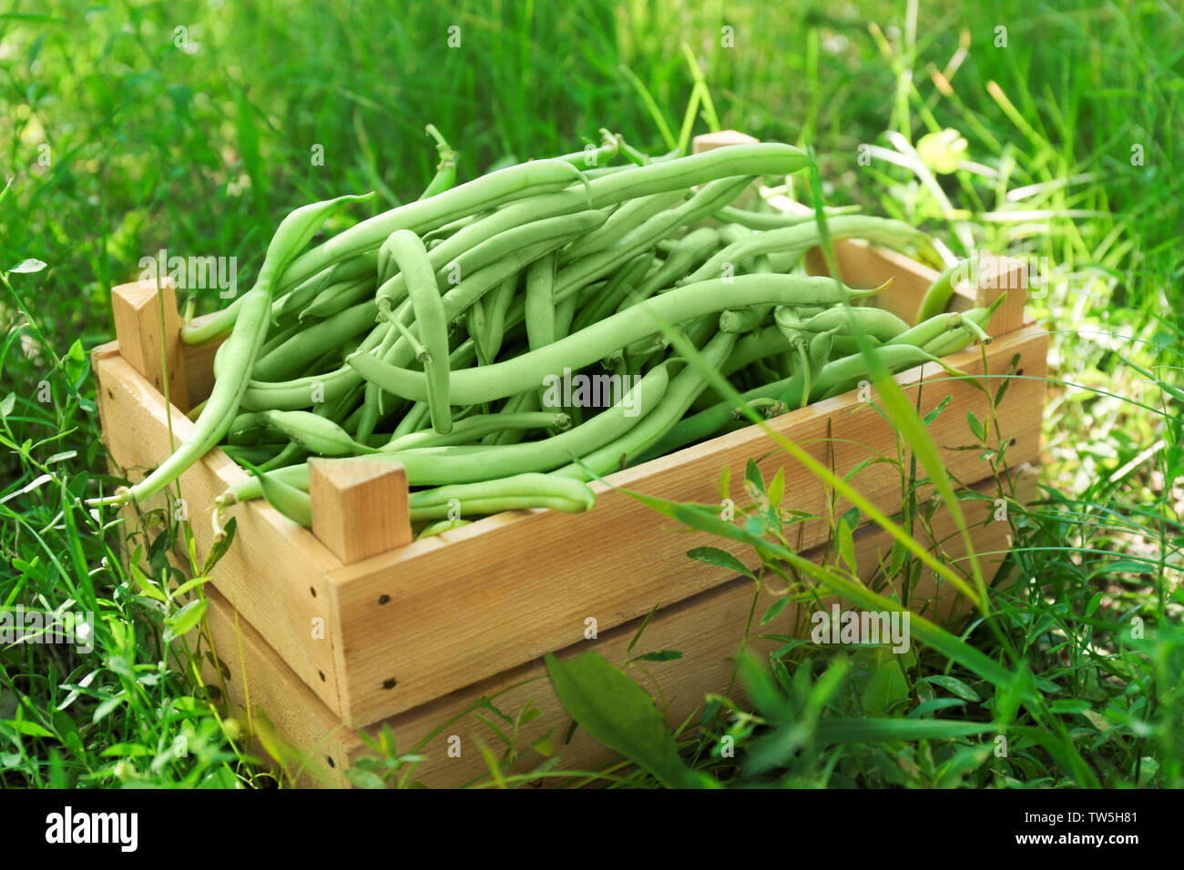 Wooden crate with raw fresh organic green beans on grass Stock Photo ...