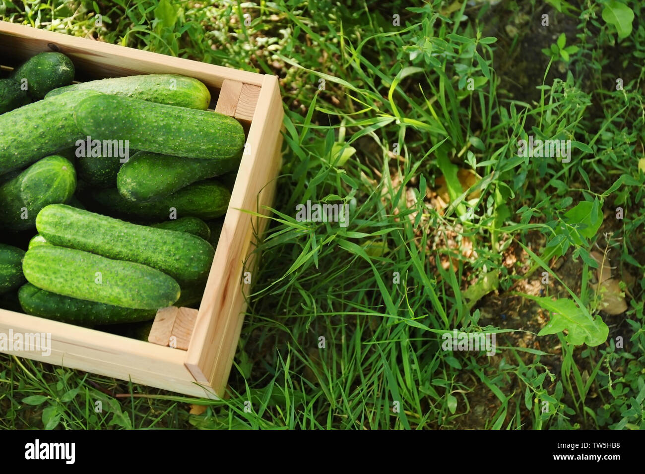 Wooden crate with fresh cucumbers on grass Stock Photo - Alamy
