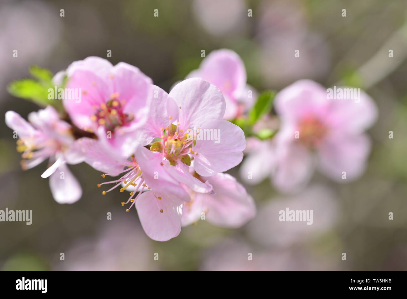 Peach blossom magnolia in spring Stock Photo - Alamy