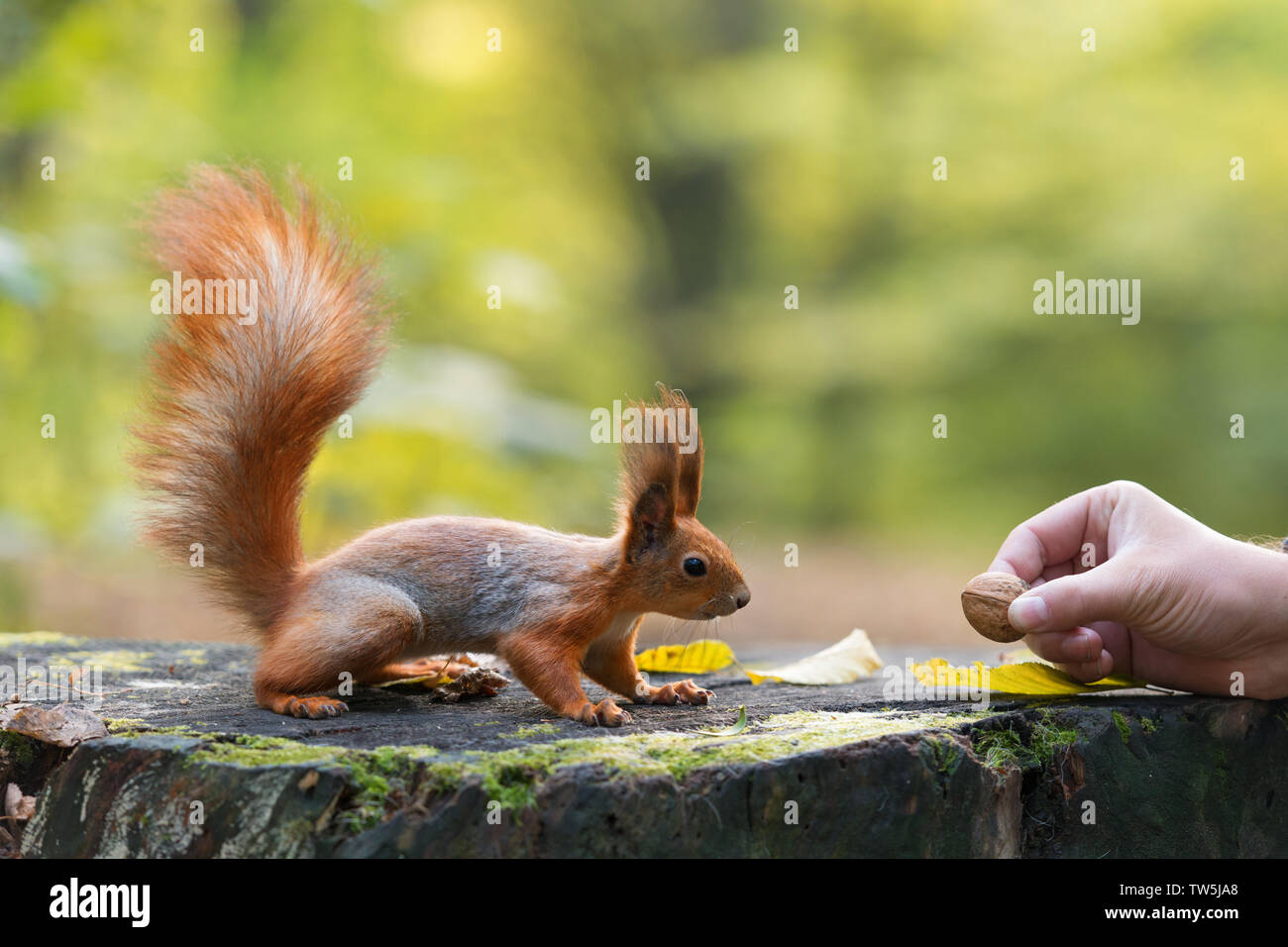 Curious squirrel hand feeding hi-res stock photography and images - Alamy