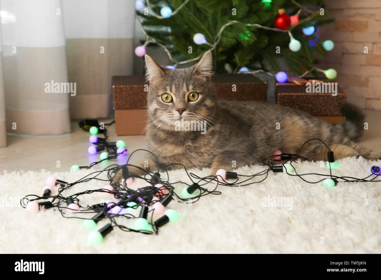 Cute cat with Christmas garland at home Stock Photo - Alamy
