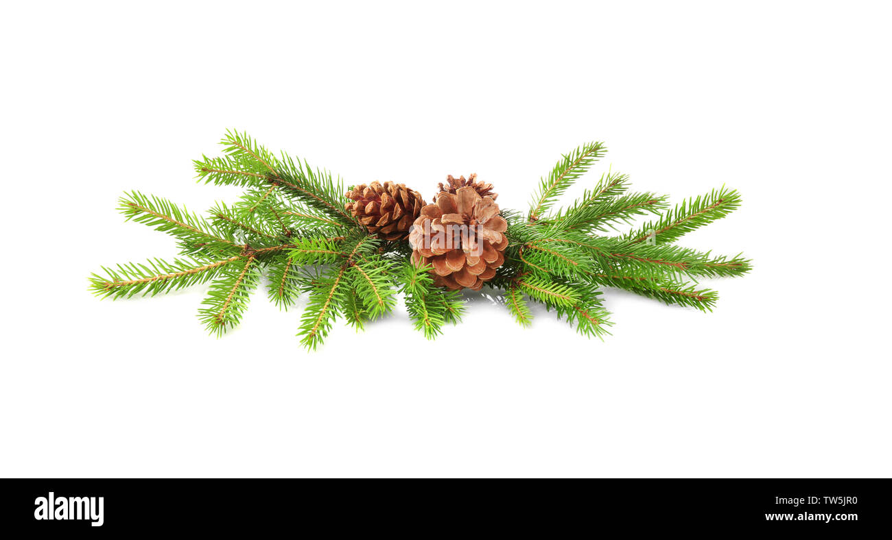 Dry branches tree pine Cut Out Stock Images & Pictures - Alamy