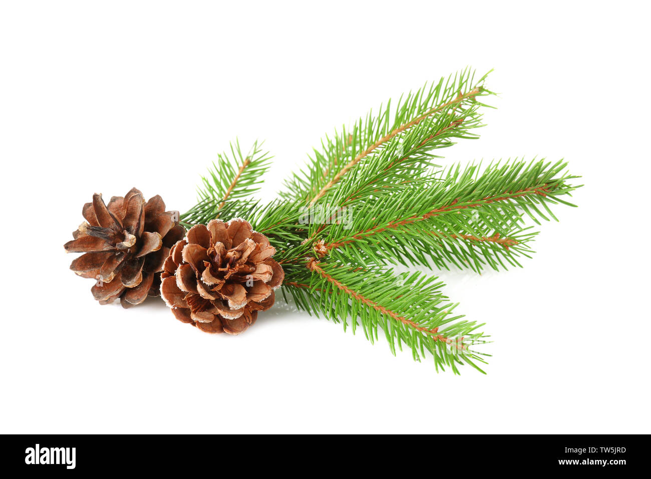Dry branches tree pine Cut Out Stock Images & Pictures - Alamy