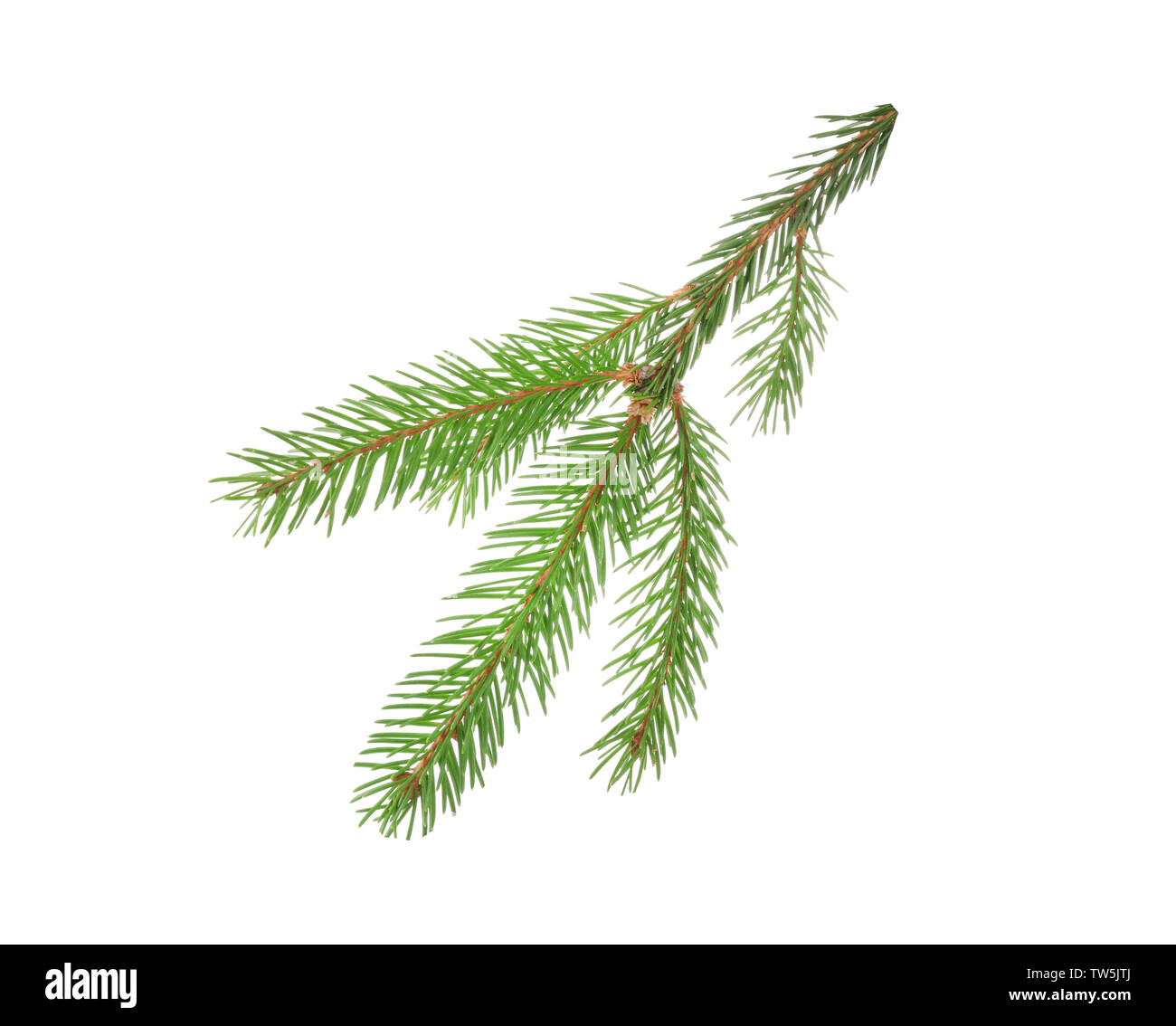 Backdrop of tree branches Cut Out Stock Images & Pictures - Alamy