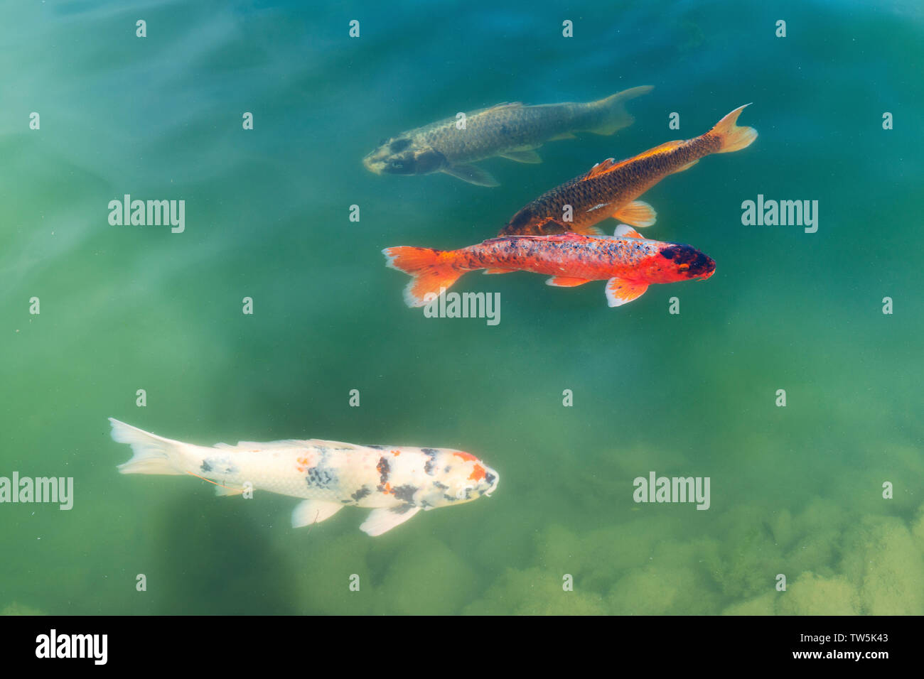 Colorful Japanese koi or nishikigoi fishes – a symbol of Japan Stock ...