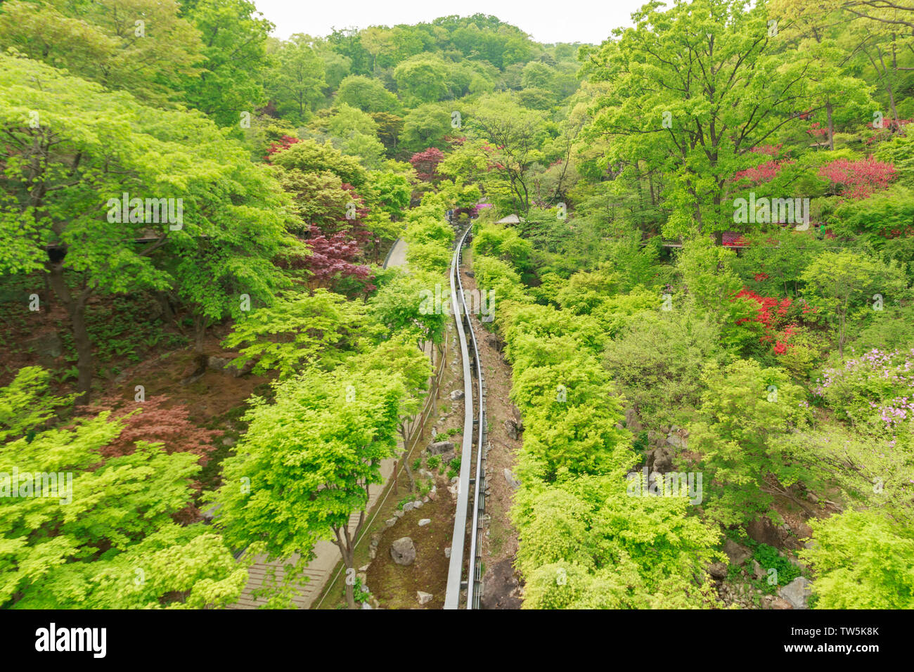 Single monorail track through the dense forest Stock Photo - Alamy