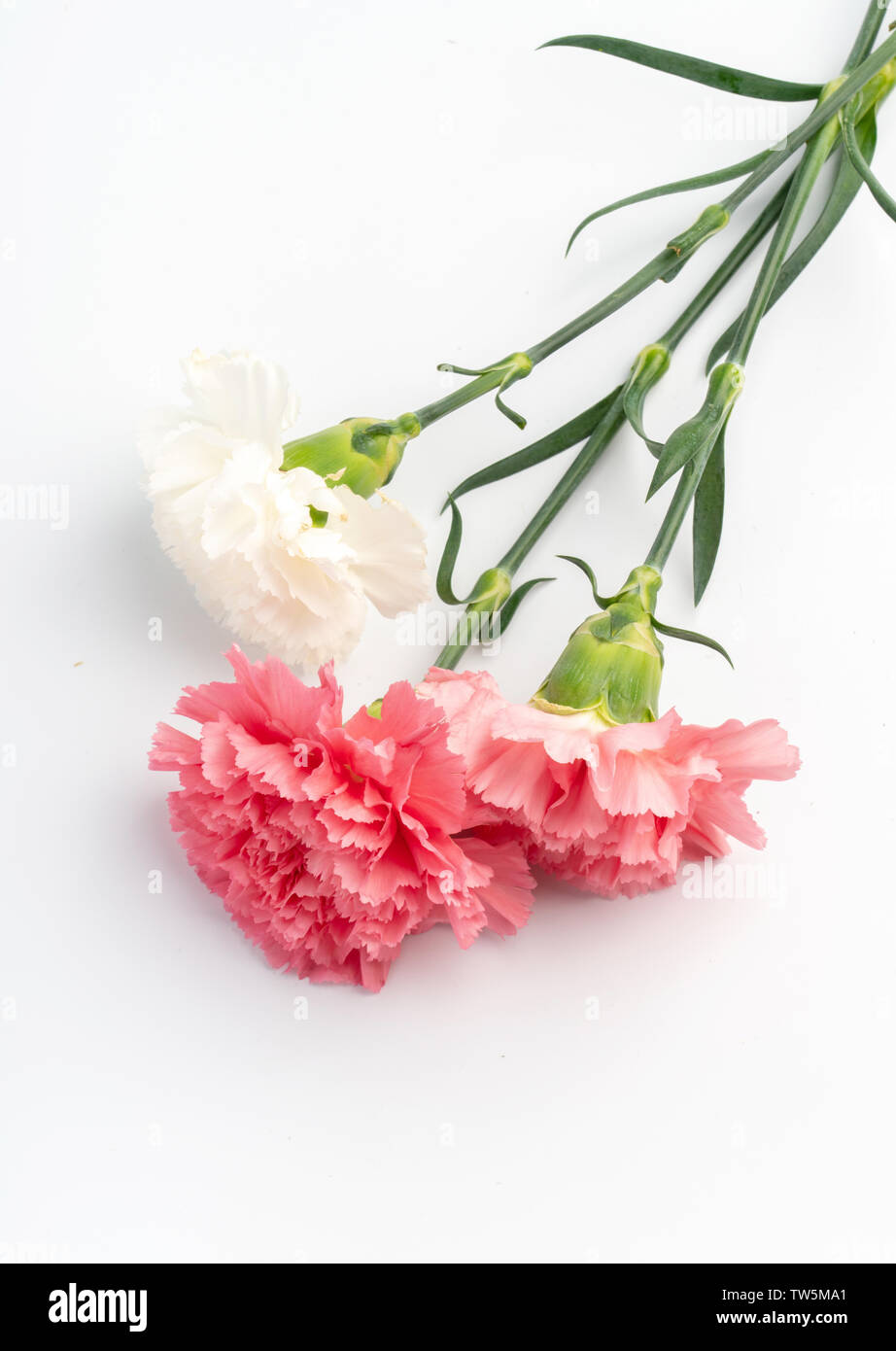 Stone carnation hi-res stock photography and images - Alamy