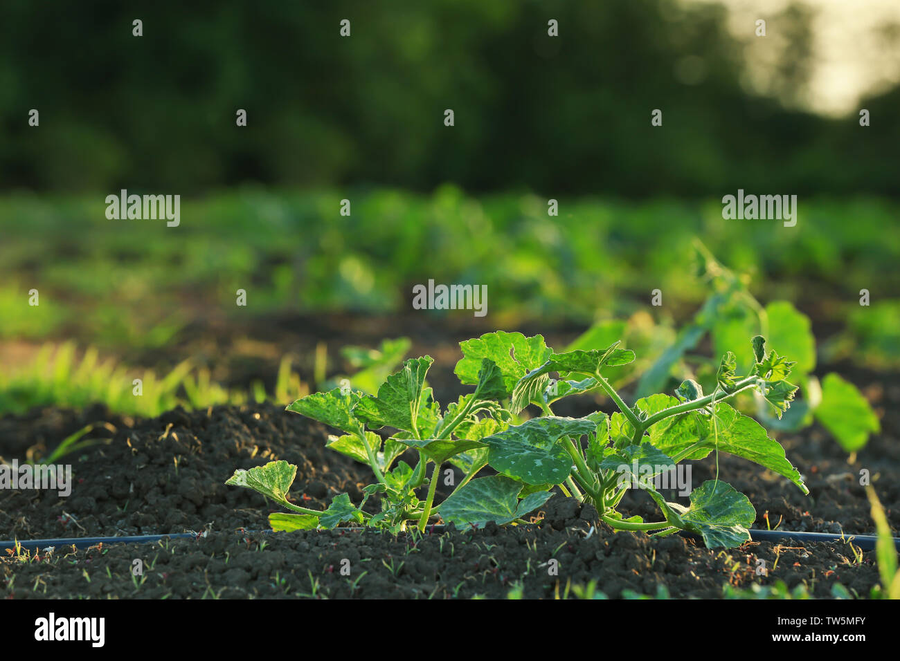 Melon bushes on plantation Stock Photo - Alamy