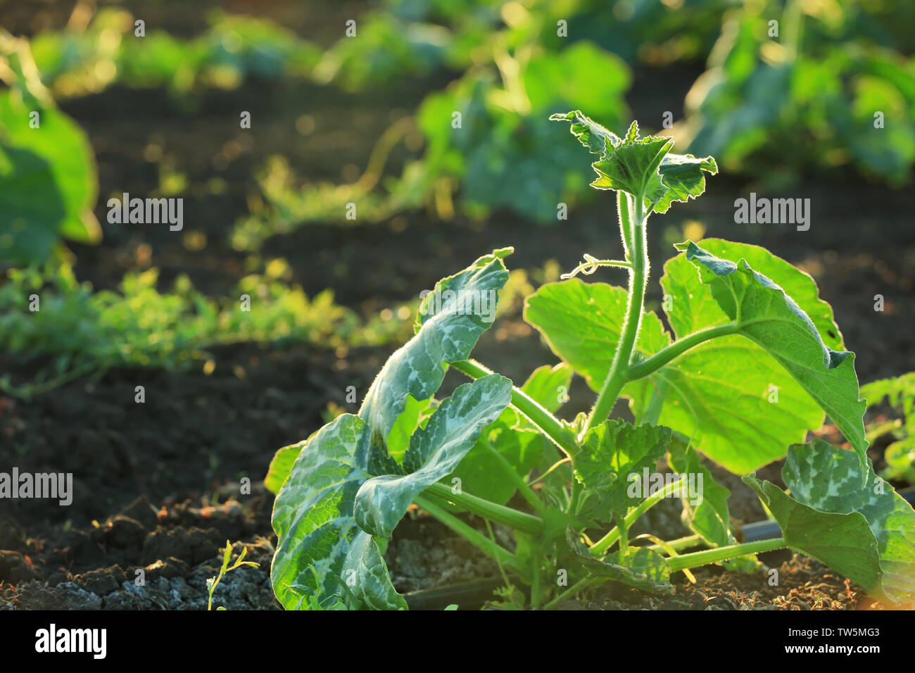 Melon bush on plantation Stock Photo - Alamy