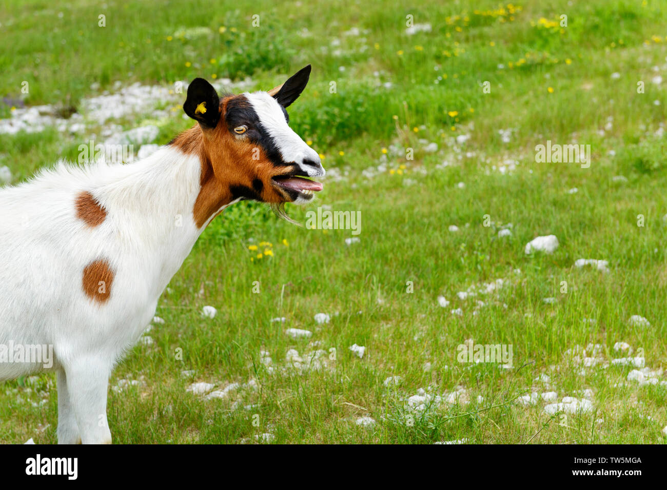 Cute funny bleating goat on a meadow Stock Photo - Alamy