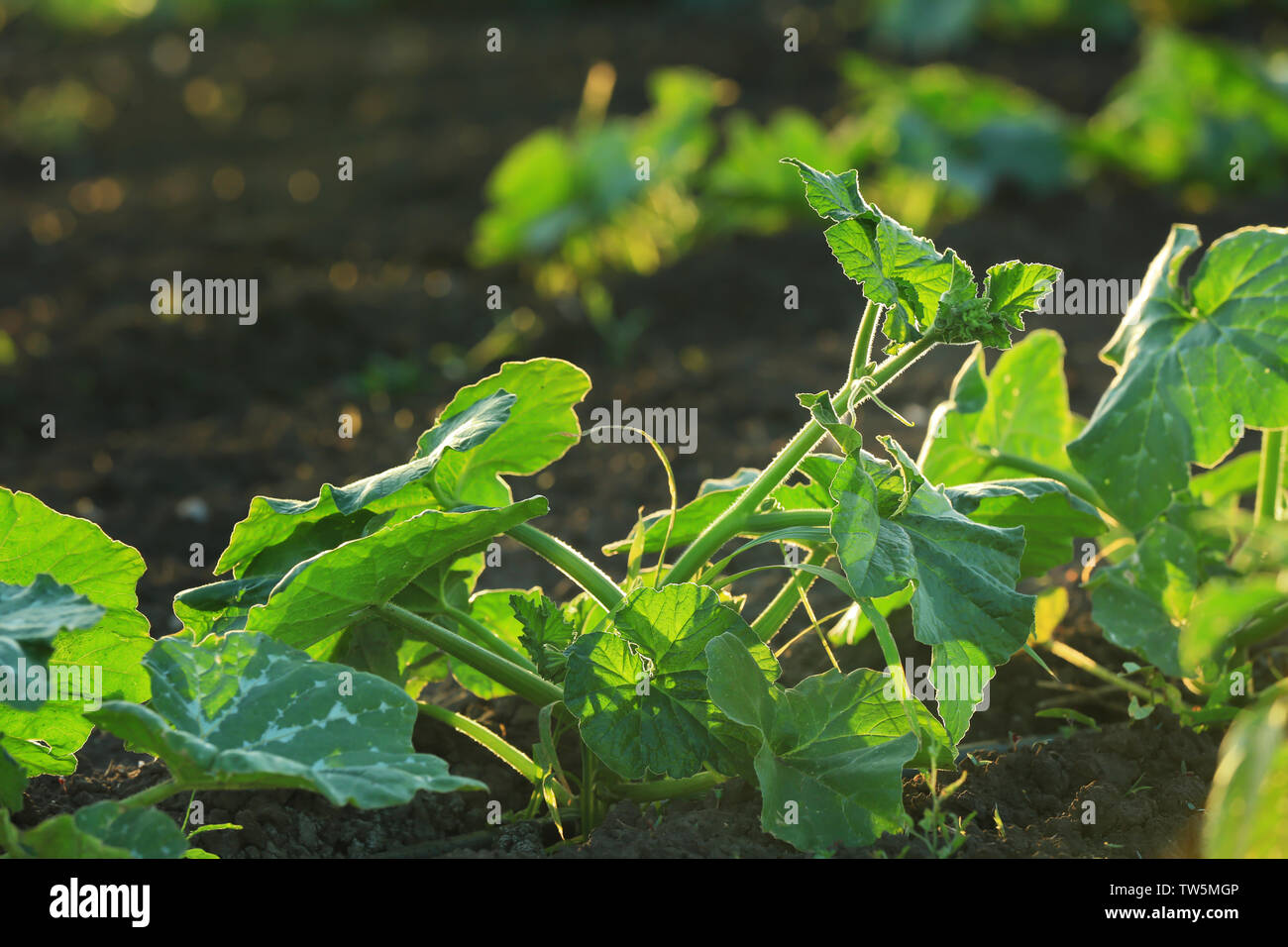 Melon bush on plantation Stock Photo - Alamy