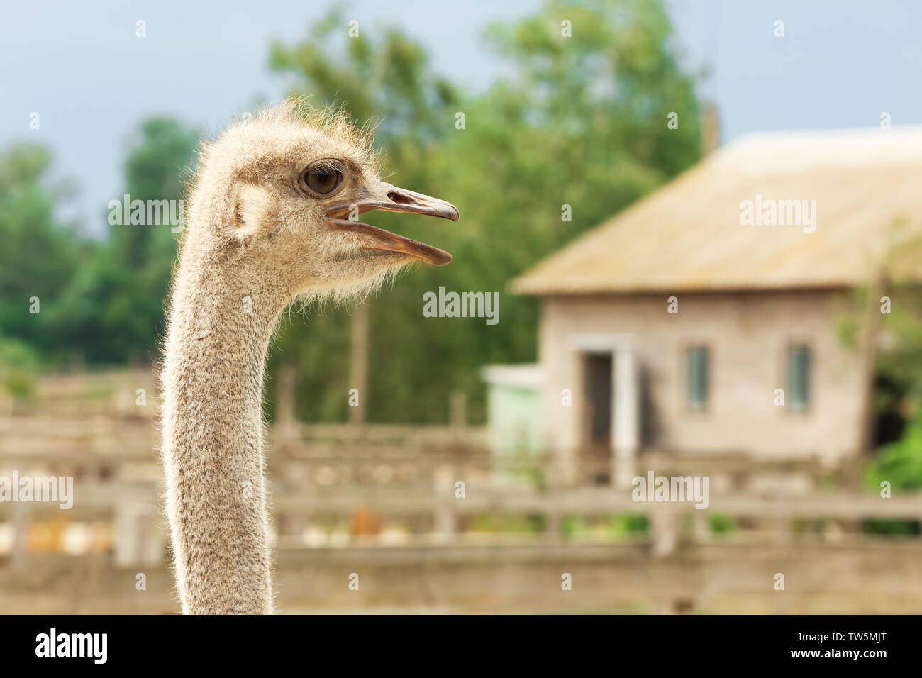 Grown ostrich in paddock on farm Stock Photo - Alamy