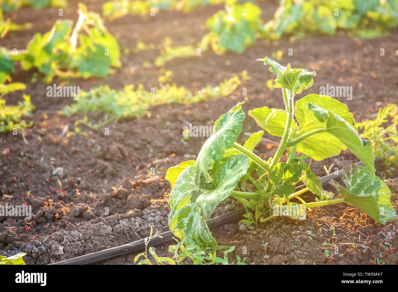 Melon bush on plantation Stock Photo - Alamy