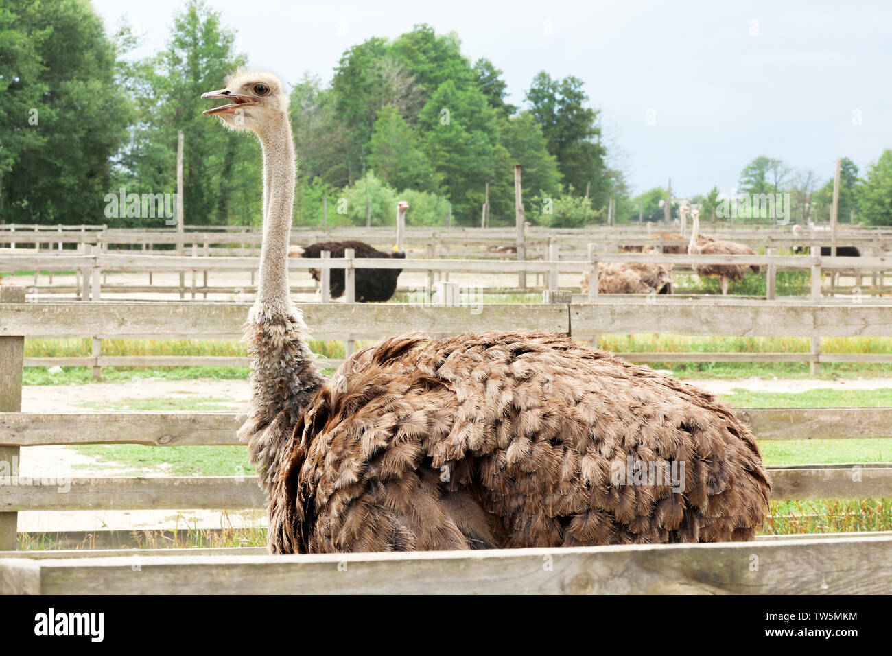 Grown ostrich in paddock on farm Stock Photo - Alamy