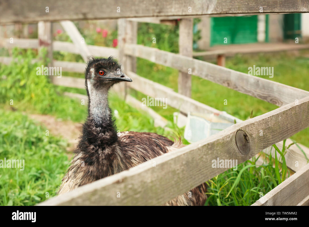 Australian farm grown hi-res stock photography and images - Alamy