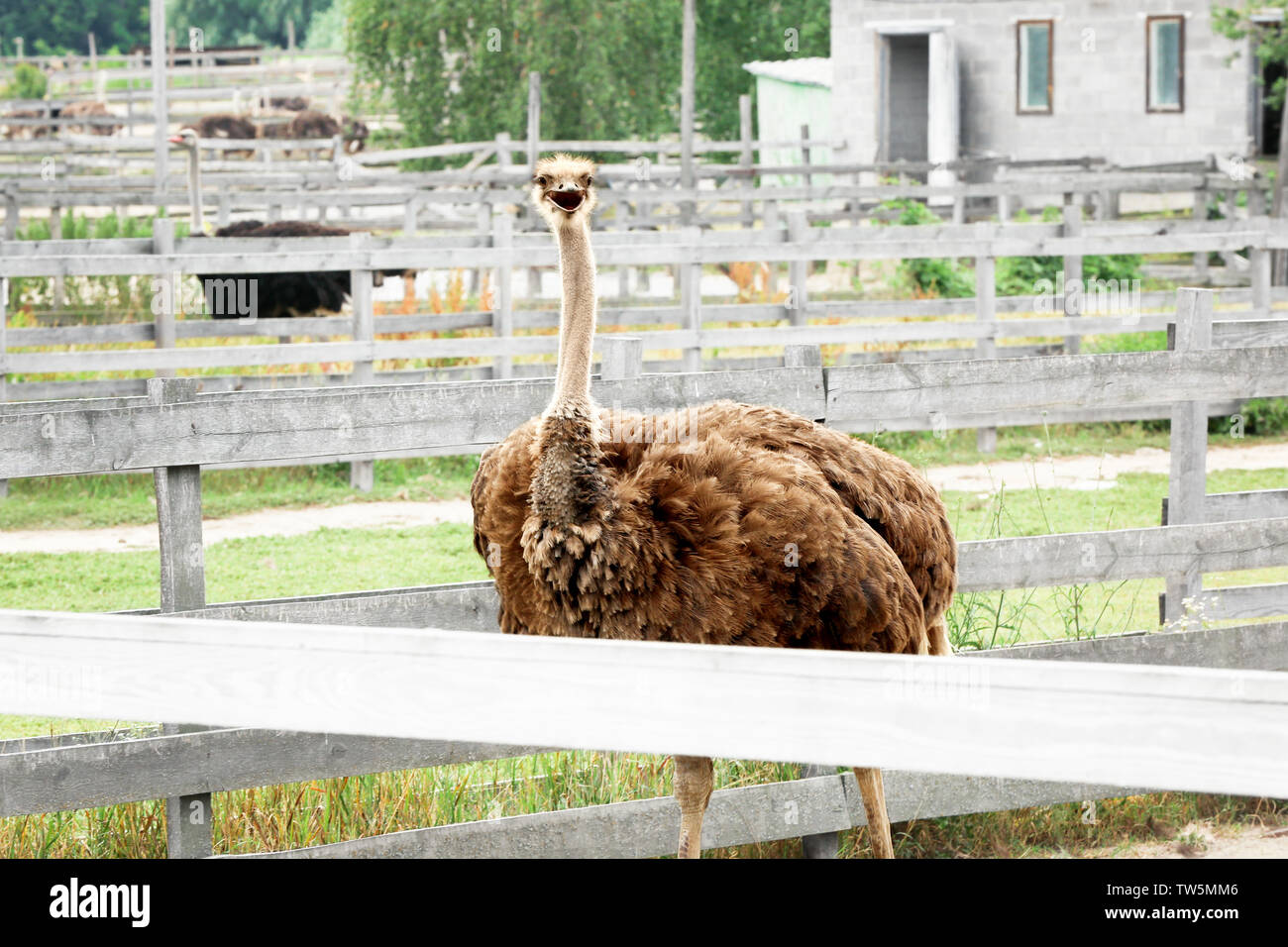 Big ostrich in enclosure on farm Stock Photo - Alamy