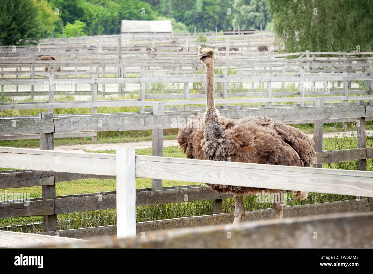 Big ostrich in enclosure on farm Stock Photo - Alamy
