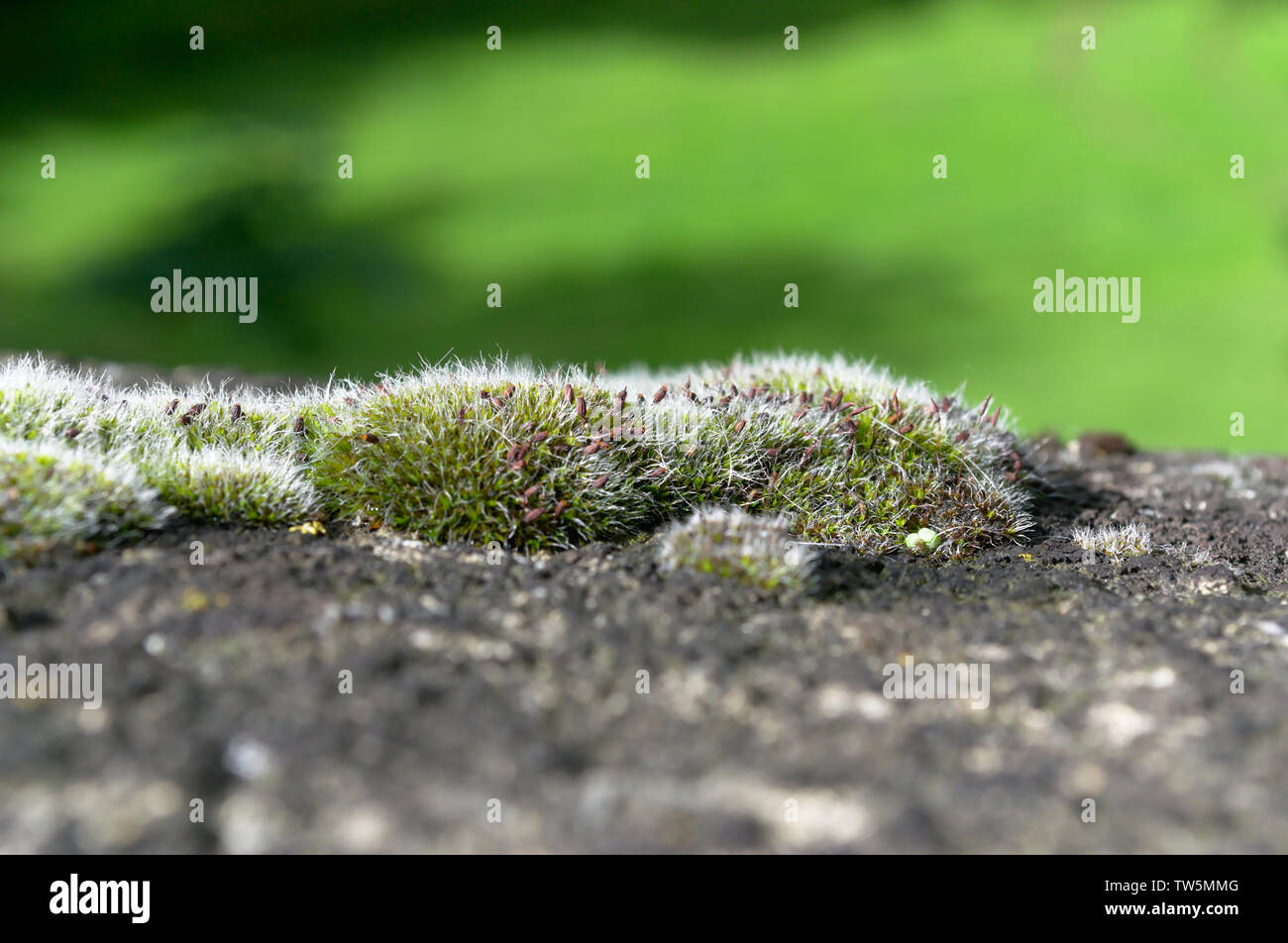 Macro ecosystem hi-res stock photography and images - Alamy