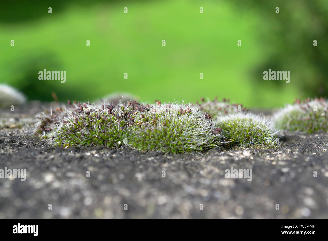 Macro ecosystem hi-res stock photography and images - Alamy