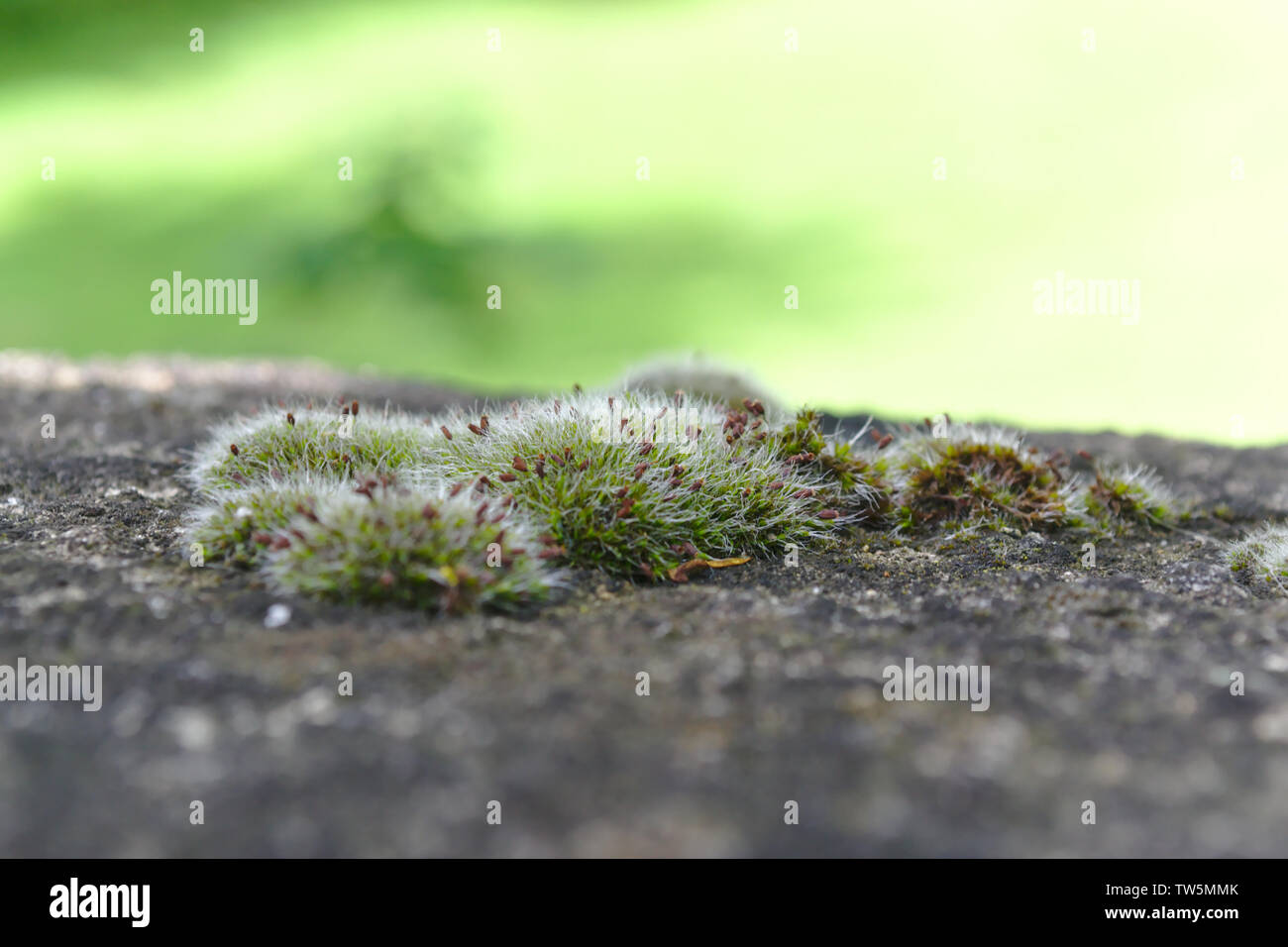 Macro ecosystem hi-res stock photography and images - Alamy