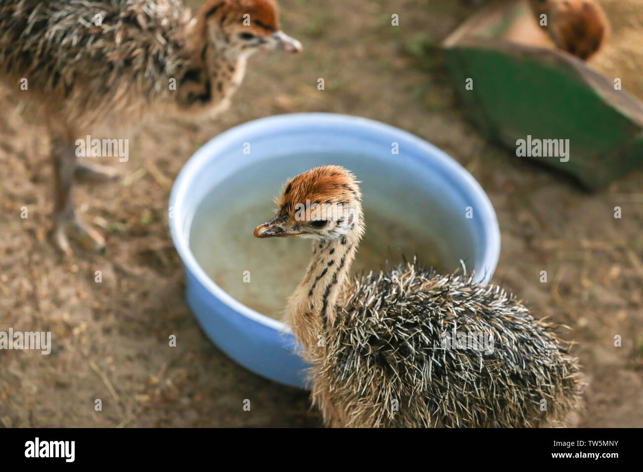 Adorable baby ostriches on farm Stock Photo - Alamy