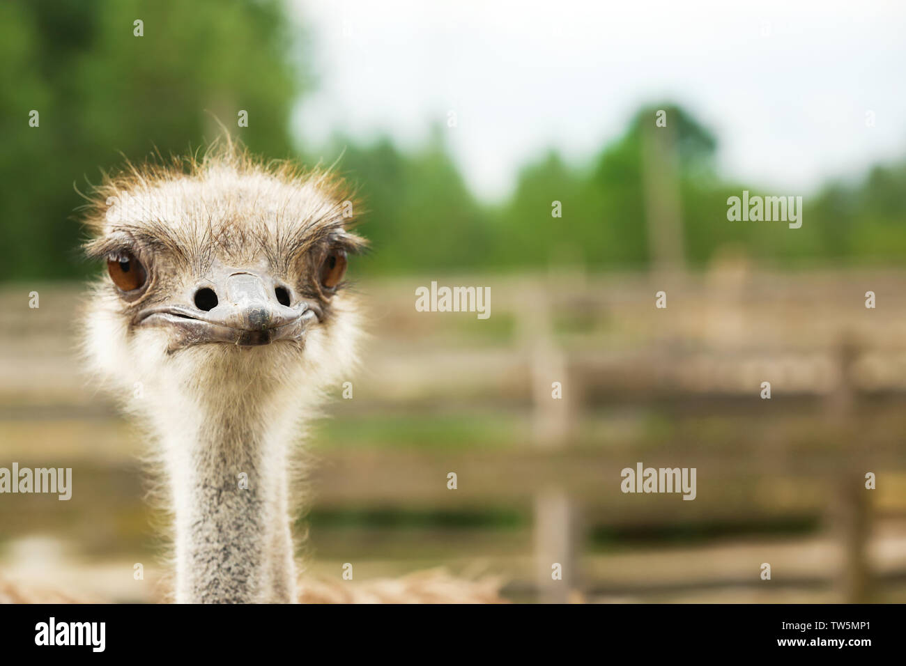 Grown ostrich in paddock on farm Stock Photo - Alamy