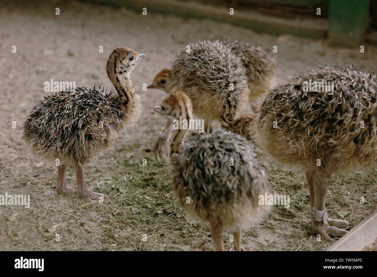 Baby ostriches hi-res stock photography and images - Alamy