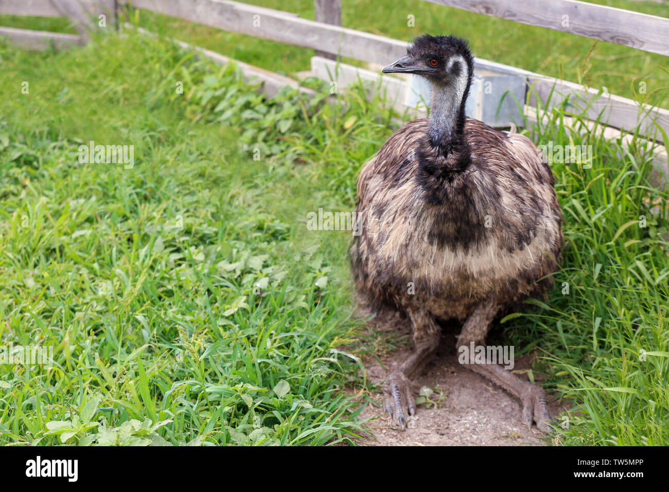 Grown emu in paddock on farm Stock Photo - Alamy