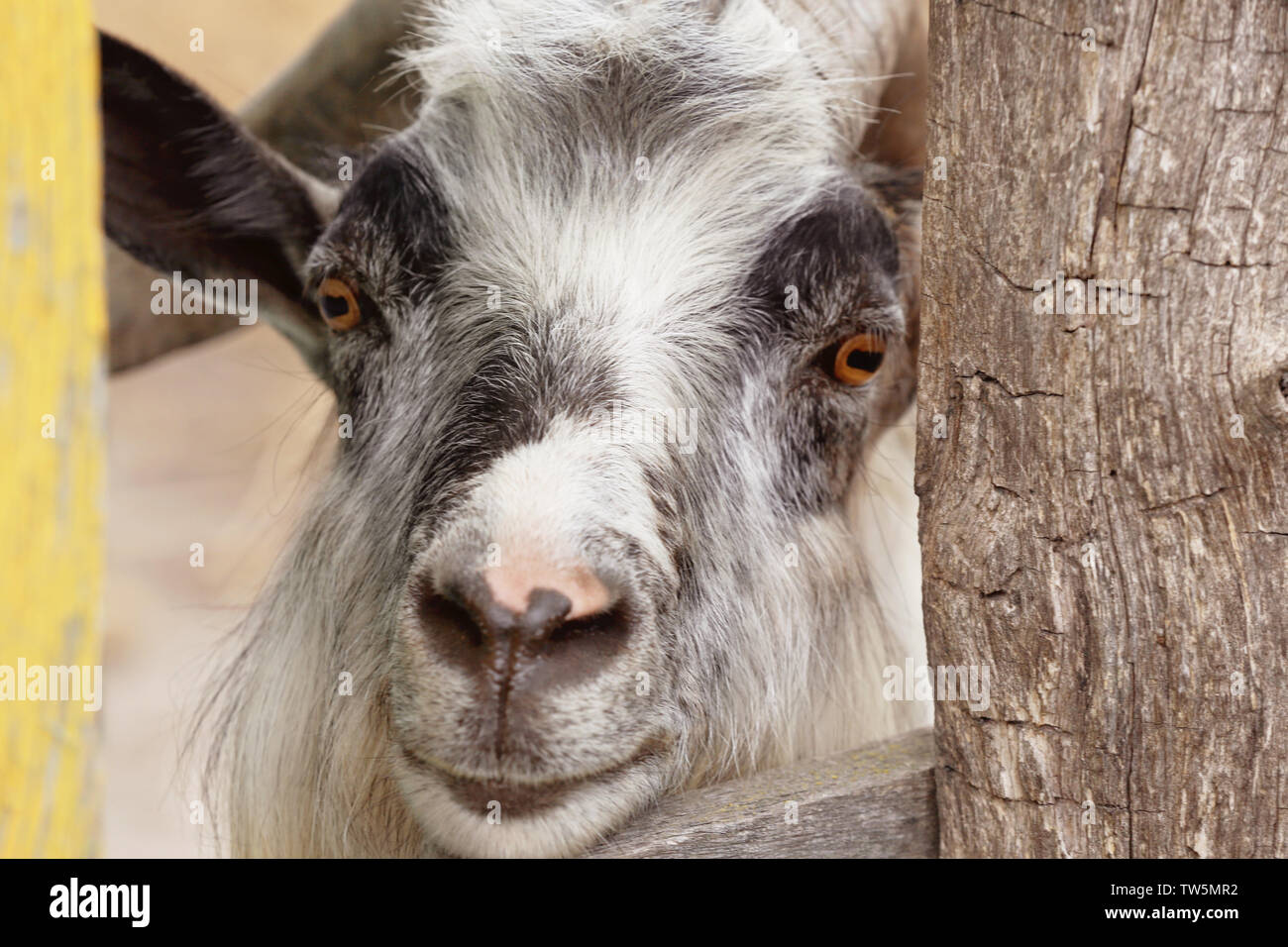 Goat in contact zoo Stock Photo - Alamy
