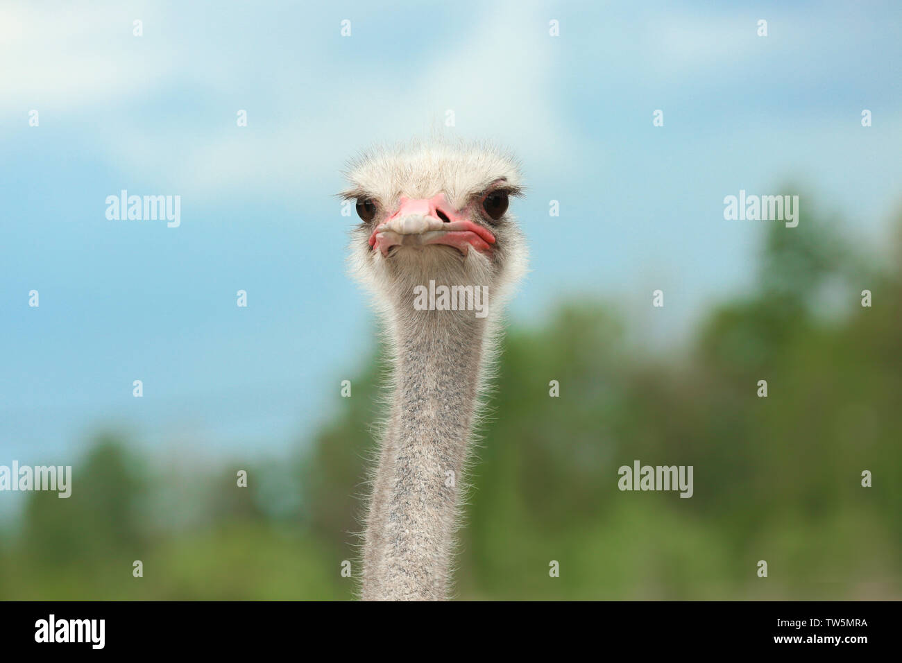 Grown ostrich outdoors Stock Photo - Alamy
