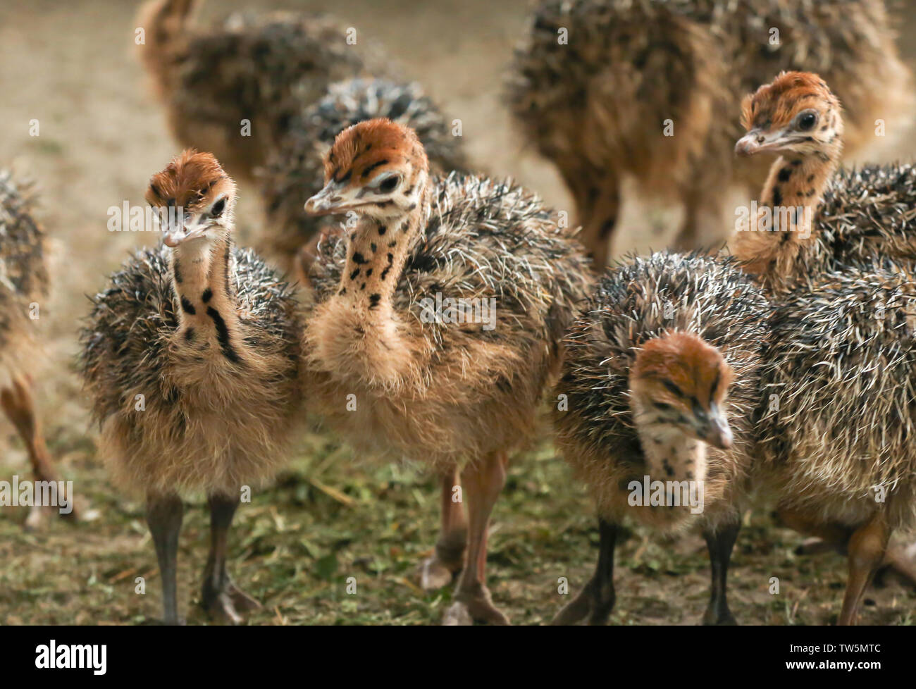 Adorable baby ostriches on farm Stock Photo - Alamy