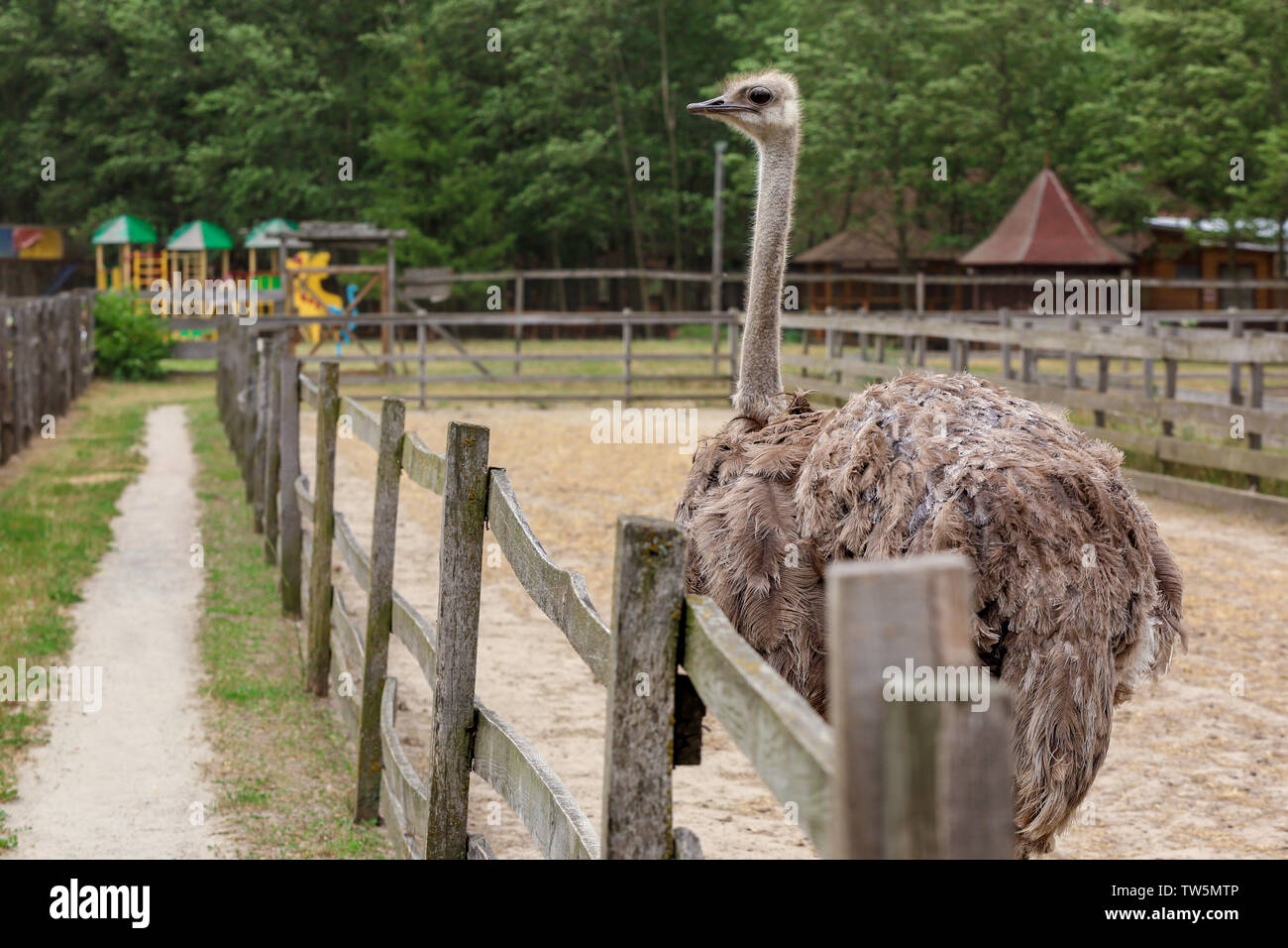 Grown ostrich in paddock on farm Stock Photo - Alamy