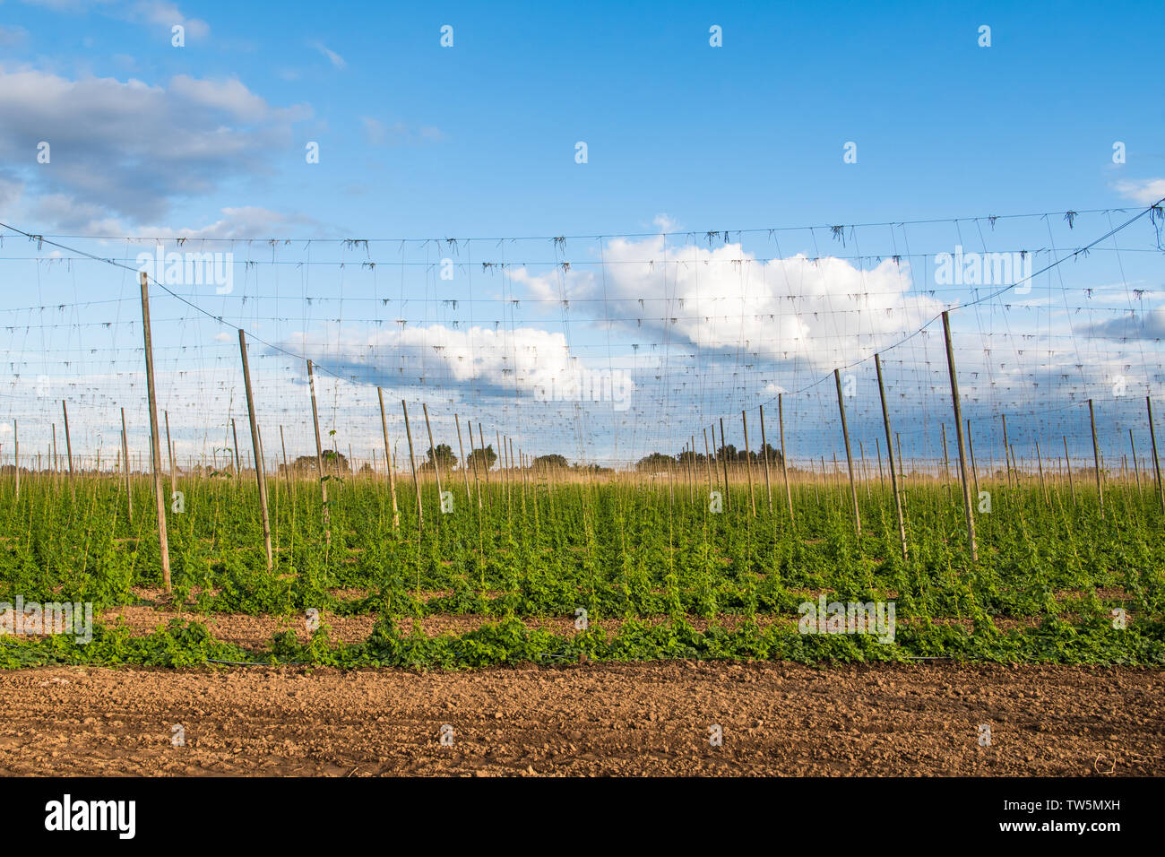 Hops growing on trellises in a field for use in the brewing industry in ...