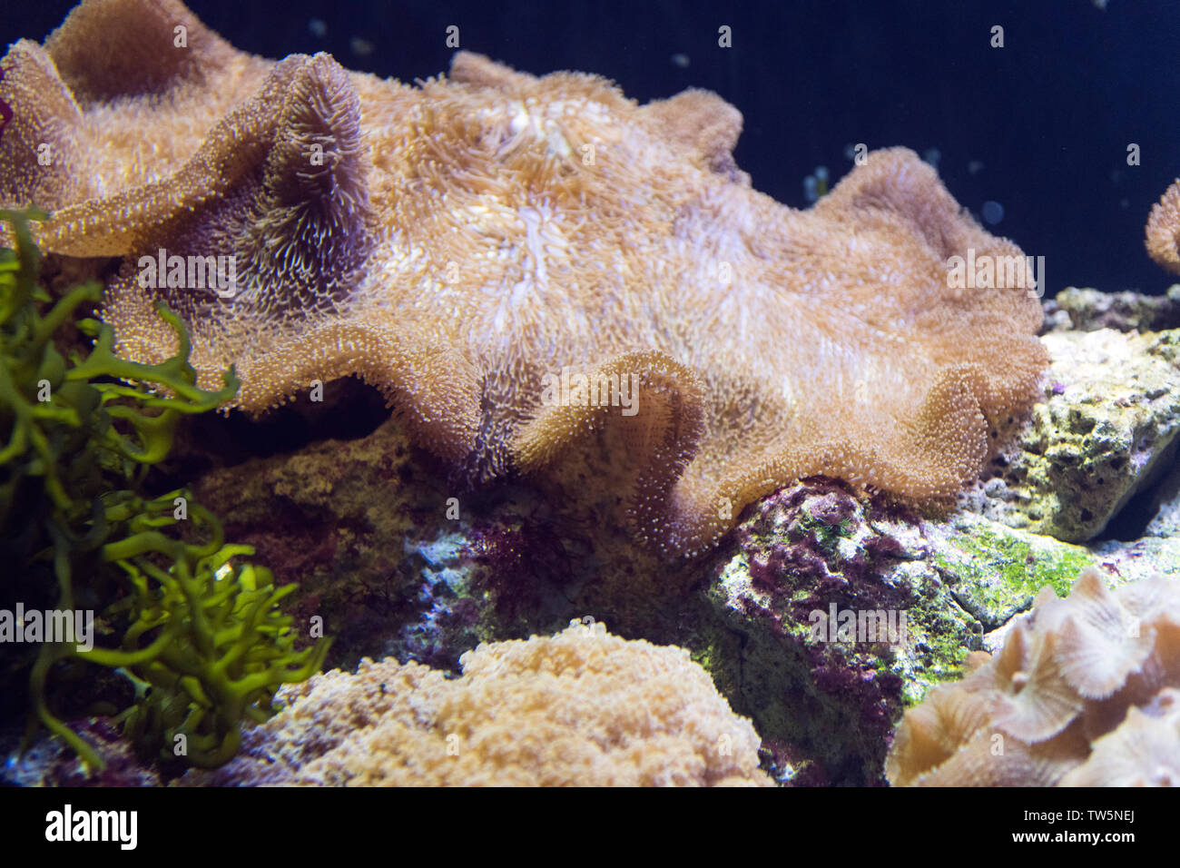 Coral willow hi-res stock photography and images - Alamy