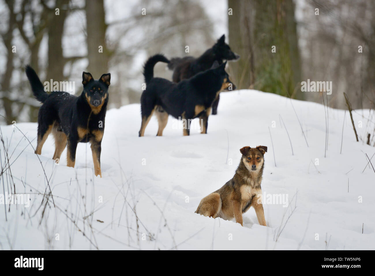 Pack of stray dogs hi-res stock photography and images - Alamy
