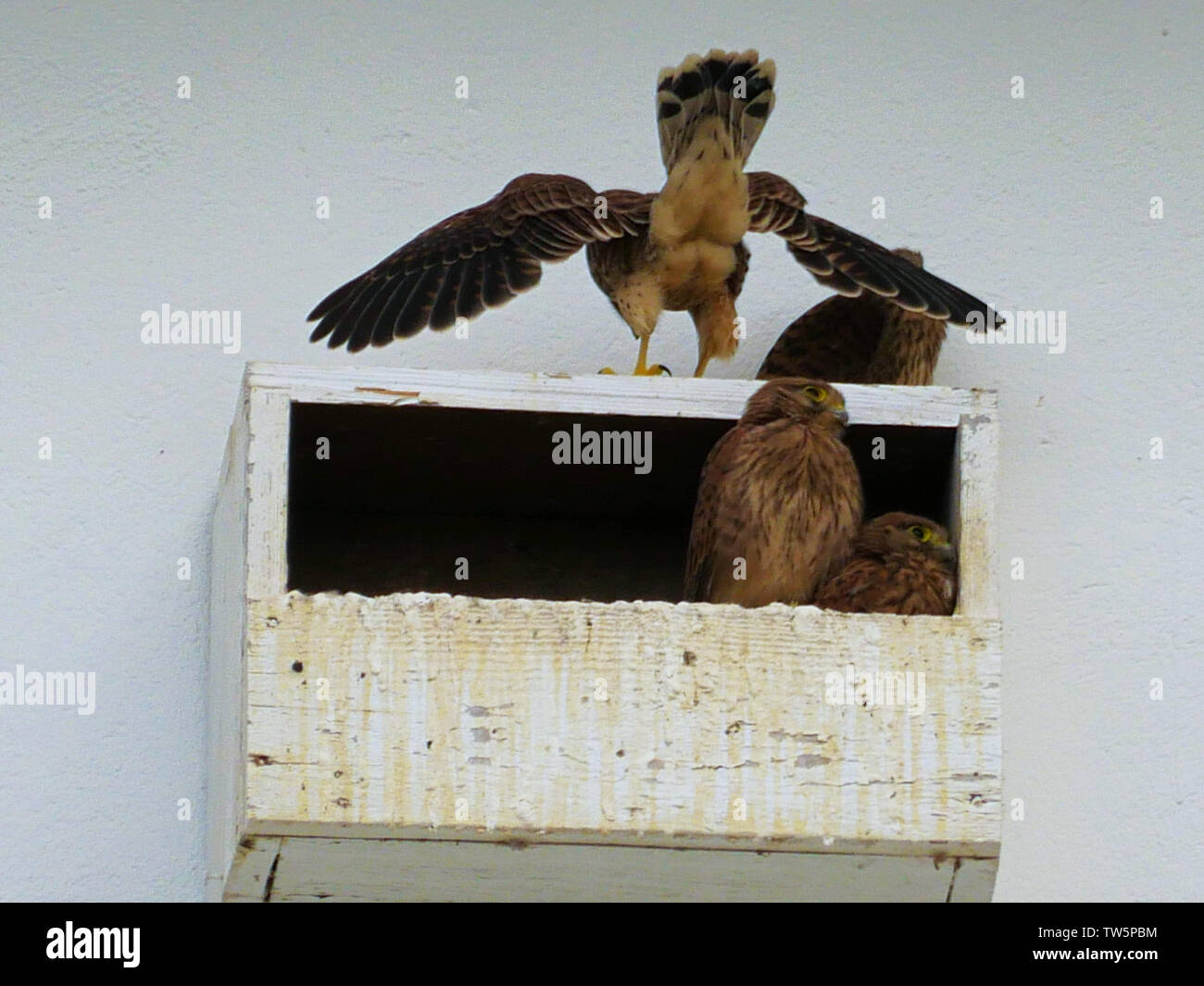 little falcon children learning to fly Stock Photo - Alamy