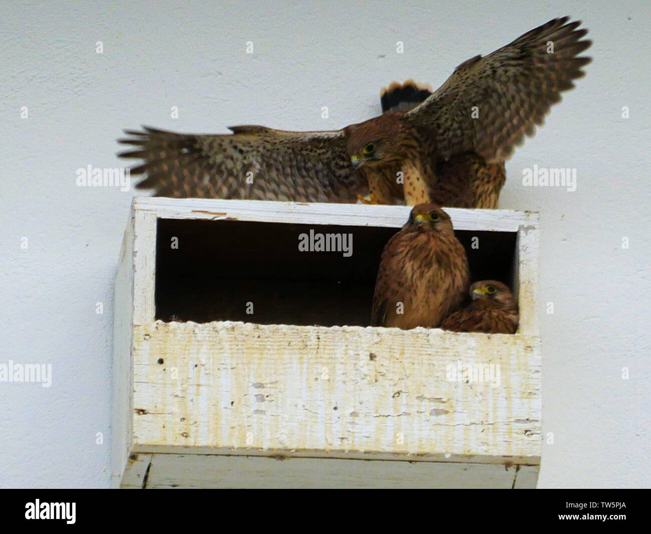 little falcon kids learning fly Stock Photo - Alamy