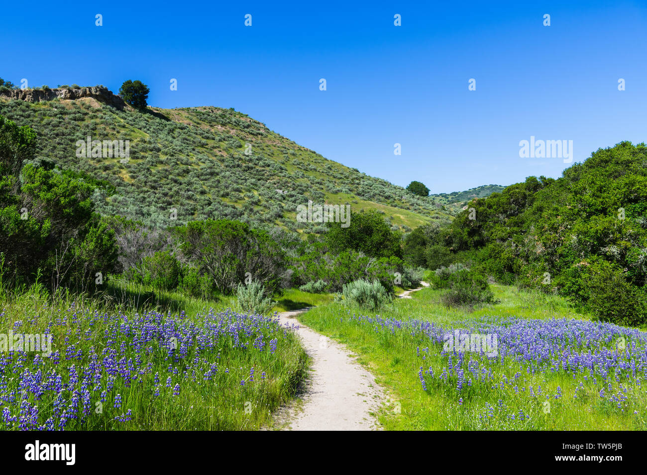 A hiking trail winds through a green, grassy meadow with lupine ...