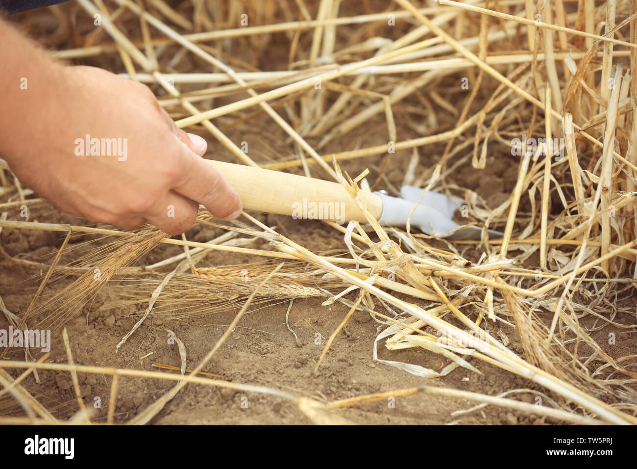 Wheat plant shovel hi-res stock photography and images - Alamy