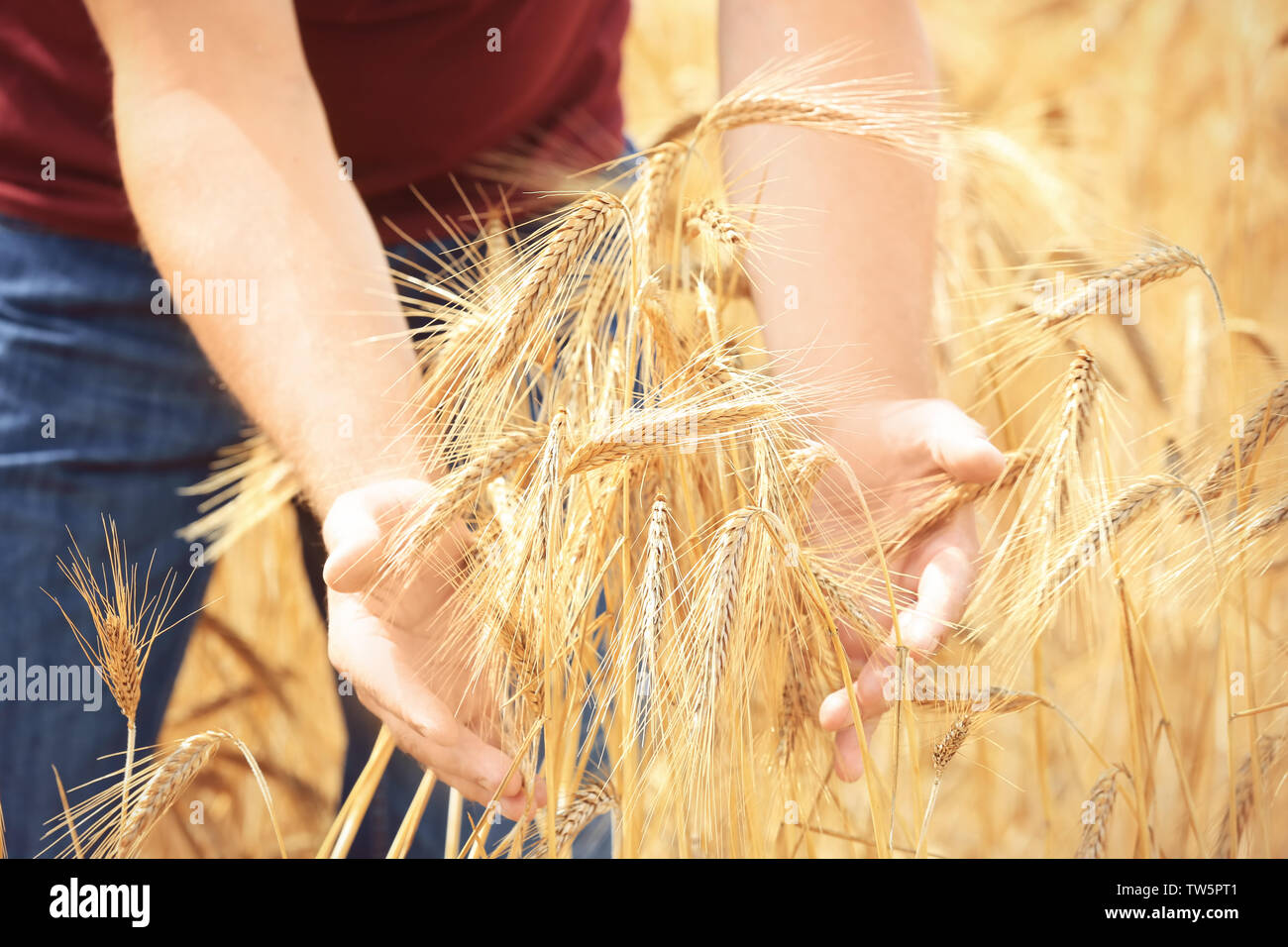 Grains wheat in hands man hi-res stock photography and images - Alamy