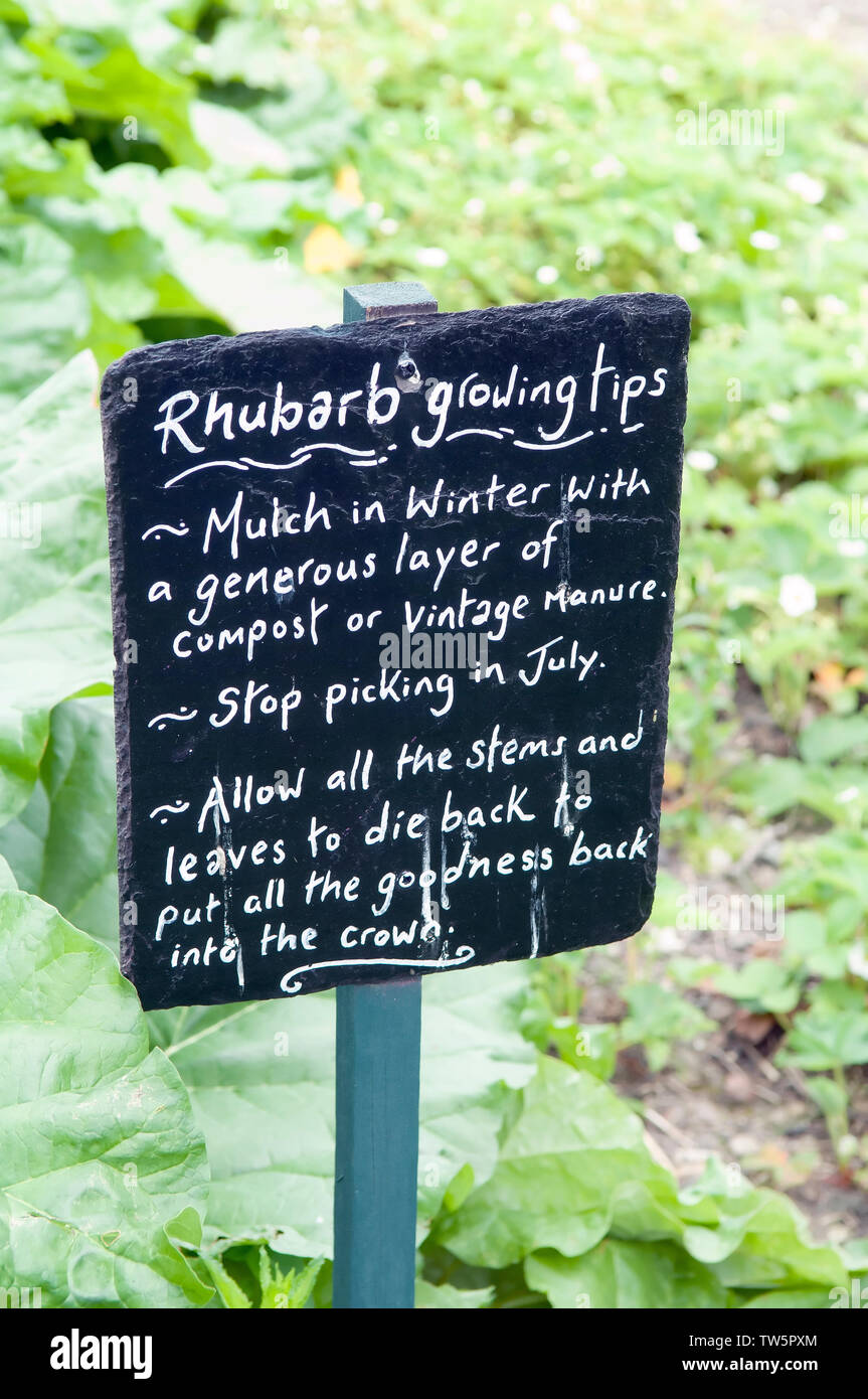 Handwritten sign giving Rhubarb growing tips Stock Photo - Alamy
