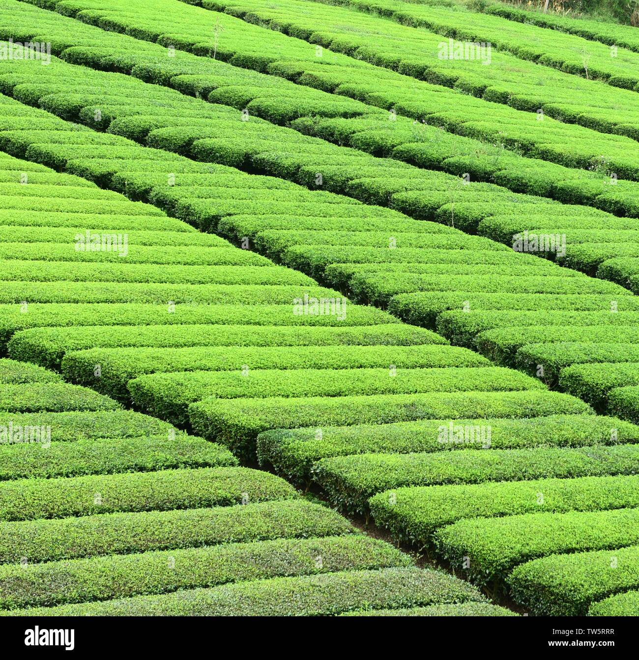 Tea garden scenery Stock Photo - Alamy