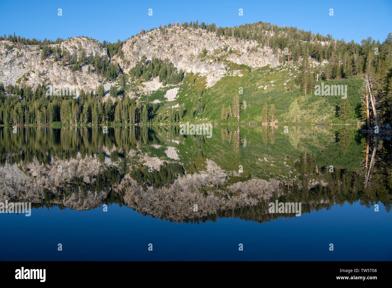 Tranquil, perfectly still alpine lake reflecting pine trees, mountains ...