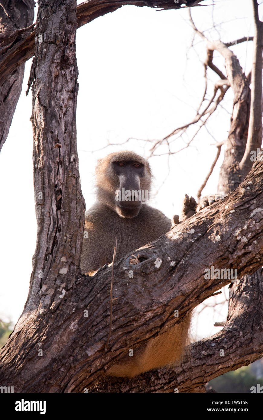 Zambia security hi-res stock photography and images - Alamy