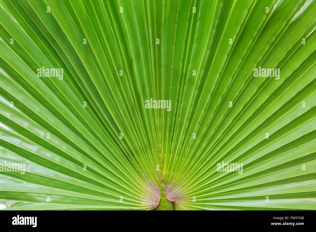 Green tropical leaf, closeup Stock Photo - Alamy