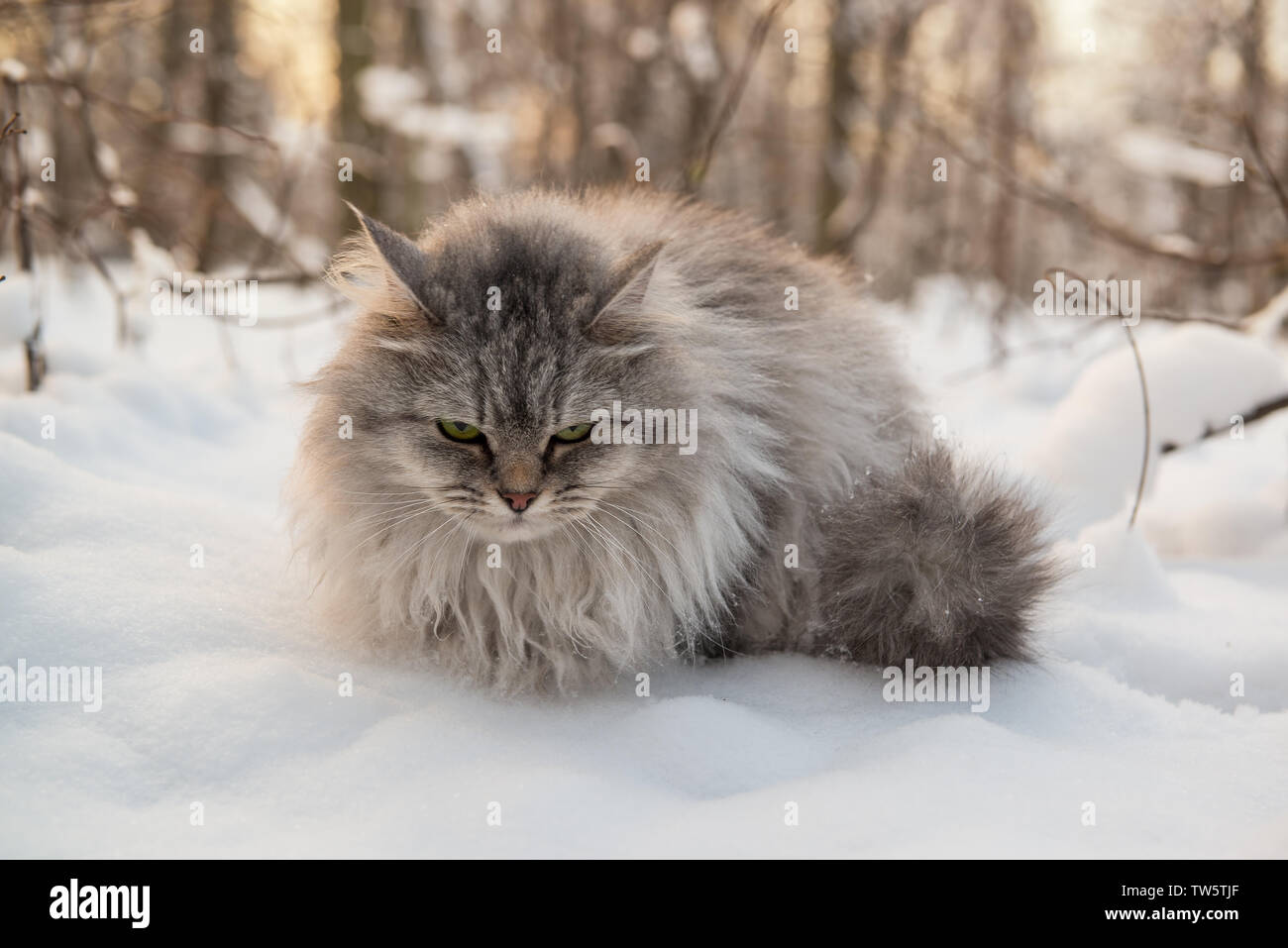 Grumpy long hair cat sitting on a cold snow in winter forest Stock ...