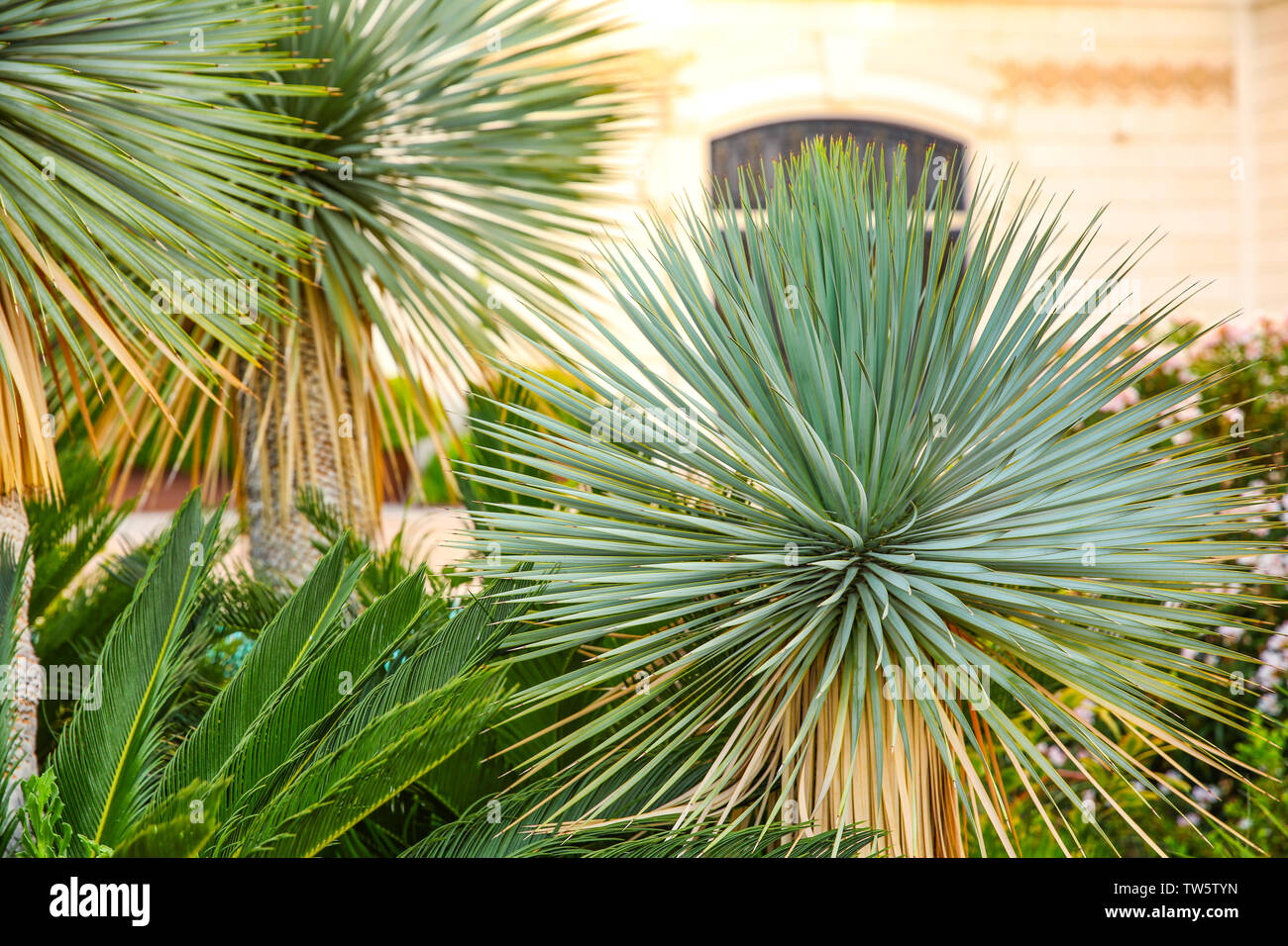 Little palms hi-res stock photography and images - Alamy